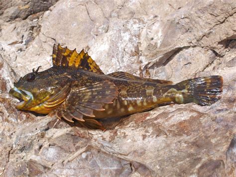 Cabezon — King Of The Sculpin