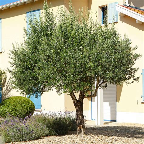 Buy Arbequina Olive Tree For Sale Online Delicious And Healthy