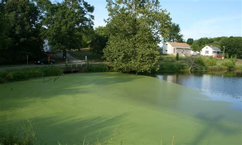 Coping With Pond Algae A Guide Warehouse Aquatics