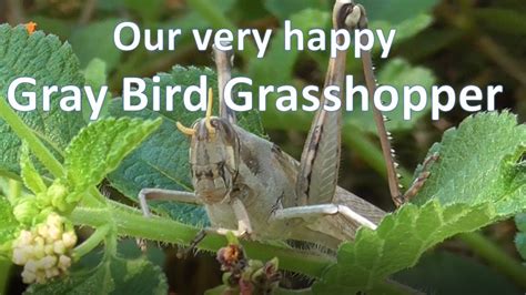 Gray Bird Grasshopper Friend Or Foe In Your Garden