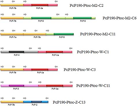 Scheme Of The Fragments Obtained From Male Genomic Dna And