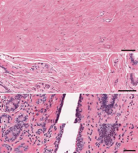 A And B Comparisons Of Deep Learning Enabled Virtual Histology Images