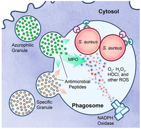 Pathogens Special Issue Staphylococcus Aureus Infection