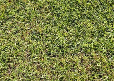 Green Grass Surface Stock Image Colourbox