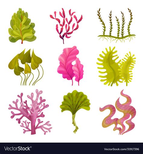 Ocean Algae Drawing
