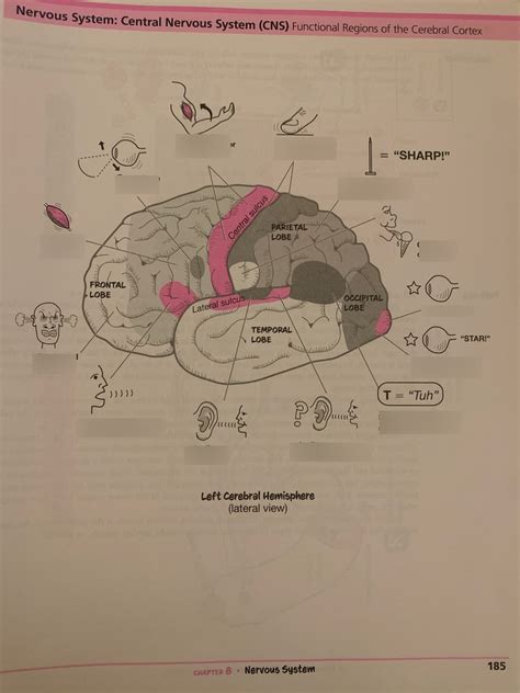Functional Regions Of The Cerebral Cortex Diagram Quizlet