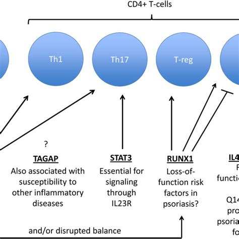 T Cell Polarization Genes Associated With Psoriasis Download Scientific Diagram