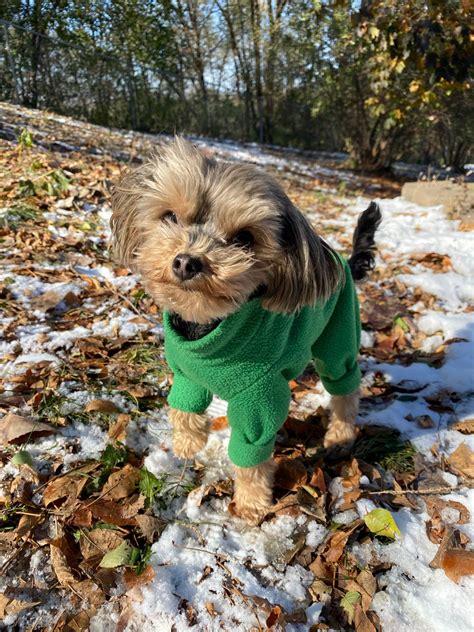 Tail Wagger Of The Month Wagging Tails Pet Resort