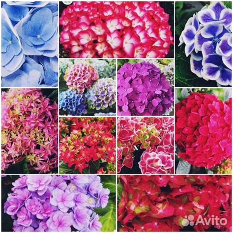 Гортензия крупнолистная купить в Пелагиаде | Товары для дома и дачи | Авито