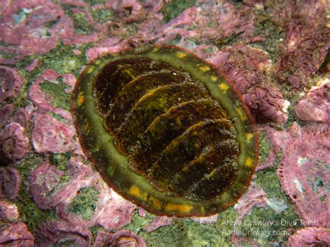 Chitons—pnw Ocean Life—species Identification — Edmonds Underwater Park