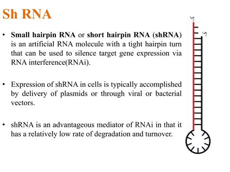 Short Hairpin Rna Ppt Short Hairpin Rna Ppt