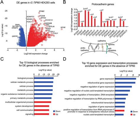 Tip60 Is Required For Normal Gene Expression In Mouse Cells A D