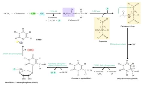 24 Inborn Errors Of Metabolism Ii Flashcards Quizlet