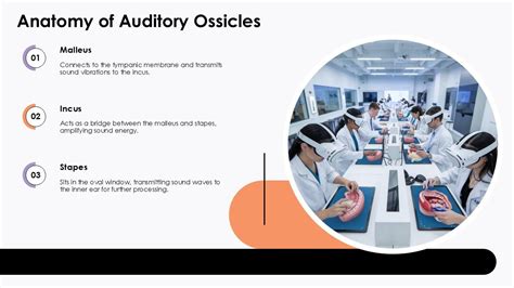 Auditory Ossicles Physiology Ppt Structure Acp Ppt Example