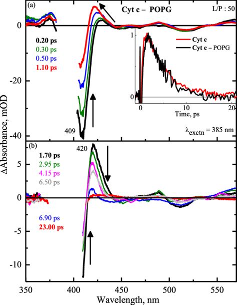 Femtosecond Time Resolved Transient Absorption Spectra Of Cyt C−popg Download Scientific