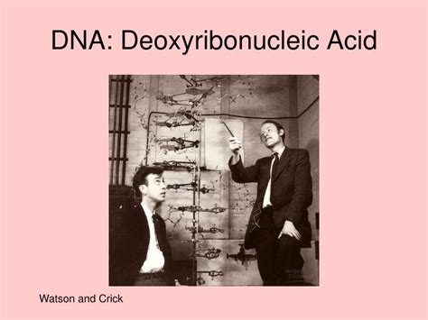 PPT DNA Deoxyribonucleic Acid PowerPoint Presentation Free Download ID 6101764