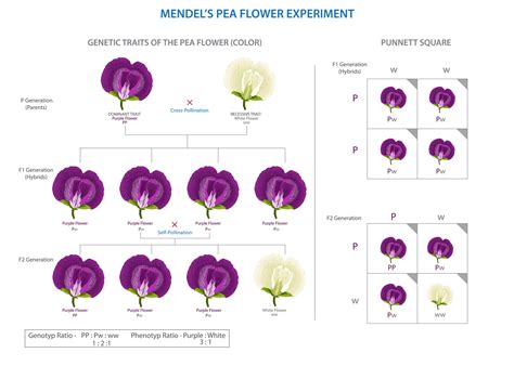 Mendel S Pea Experiment Unraveling Laws Of Inheritance Genetic