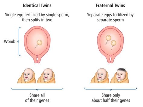 Difference Between Identical And Fraternal Twins In The Womb