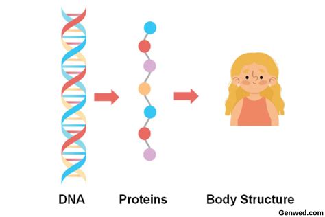 How Dna Is Related To Reproduction Gen Wed