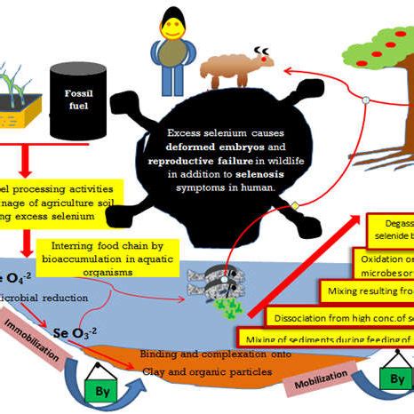 An Overview Of Selenium And Its Transformations In The Soil