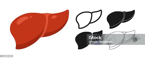 인간의 간 기호 세트 간 해독 신체 장기 아이콘 기호 디자인 벡터 일러스트 레이 션 간 내부 기관에 대한 스톡 벡터 아트 및 기타 이미지 간 내부 기관 건강 검진