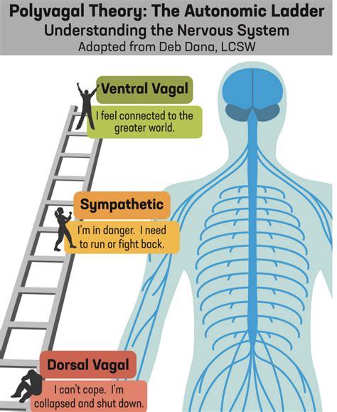 What Is The Hierarchy Ladder In Polyvagal Theory Polyvagal Teen
