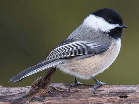Black Capped Chickadee Ebird
