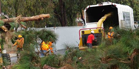 Best Time To Remove Trees Most Cost Effective Time Of Year
