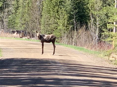 Birth On The Gunflint Trail Boundary Waters Blog