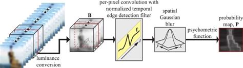 estimates of temporal edge detection filters in human vision acm