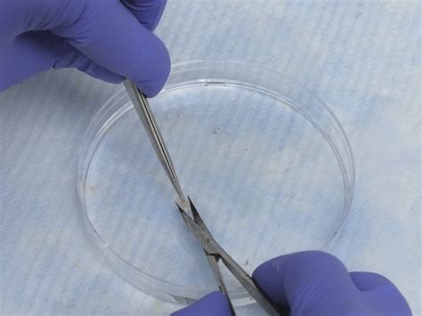 Measurement Of Basal And Forskolin Stimulated Lipolysis In Inguinal Adipose Fat Pads