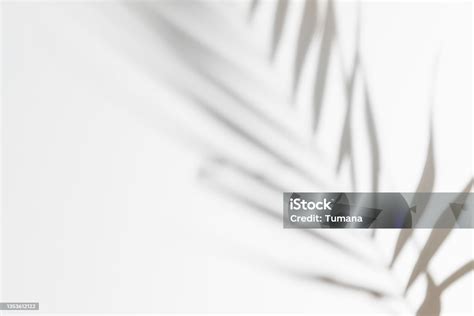 손바닥이나 몬스터 잎의 그림자가있는 추상적인 흰색 깨끗한 배경 회색 그림자 사진 오버레이 열대 나무 잎 복사 공간과 모형이 있는 흑백 흐릿한 텍스처 0명에 대한 스톡 사진