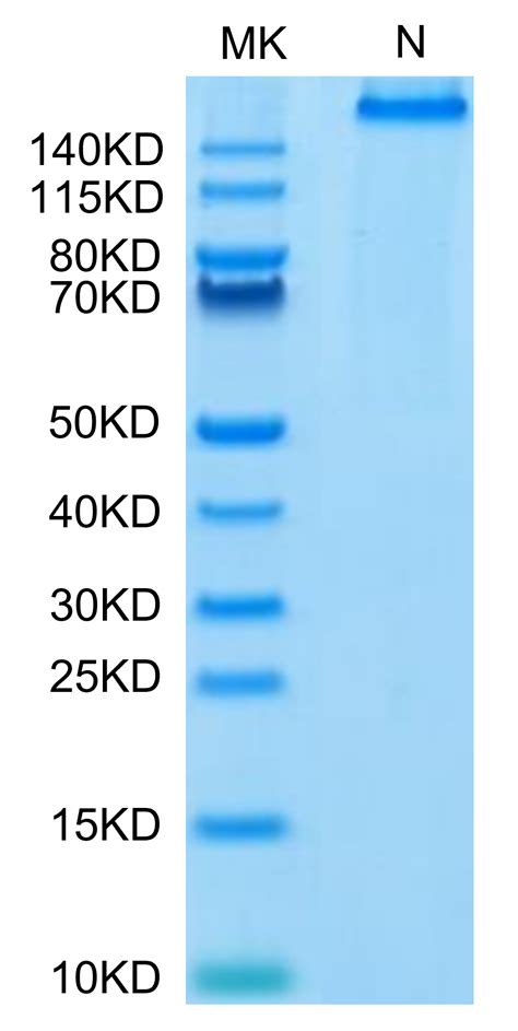 Hla A 02 01 Ny Eso 1 Peptide Complex Tetramer Reprokine