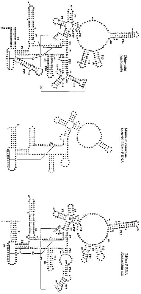 Suggested Secondary Structures Of Rnase P Rna In C Trachomatis The
