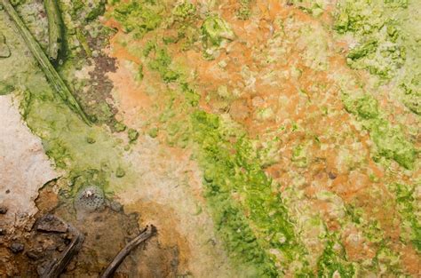 Yellowstone Texture Free Photos On