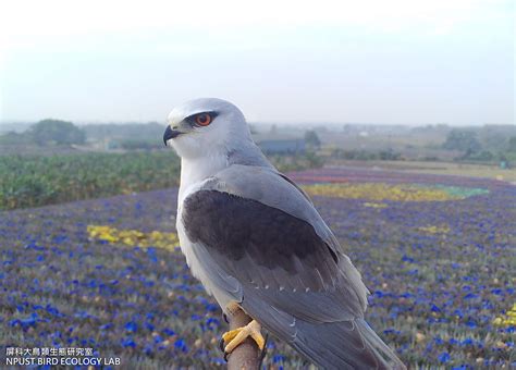 屏東高樹的鳳梨彩帽田，你妳看過了嗎？ 屏科大鳥類生態研究室 Npust Bird Ecology Lab