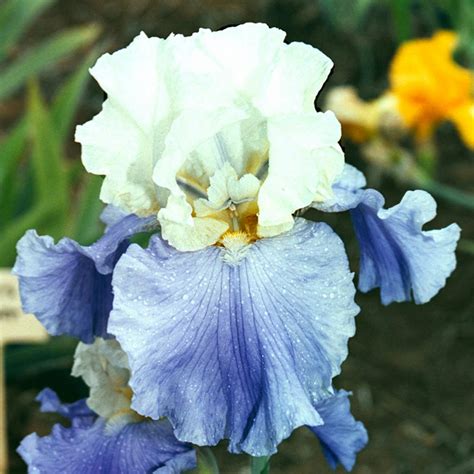 Lucky Doll Iris Bertrand