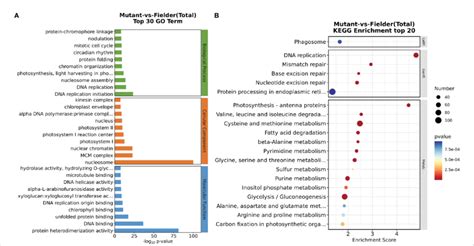 Go And Kegg Analysis Of The Degs A Classification Of The Degs By Go
