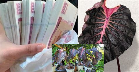 မြန်မာငွေ ကျပ်သိန်းပေါင်း ၁၁၄၀၀ တန်ဖိုးရှိတဲ့ ပိန်းပင်နော် ဖတ်ကြည့်