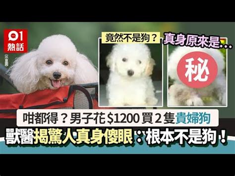 男子花 1200買2隻貴婦狗 獸醫檢查揭驚人真身傻眼根本不是狗01熱話貴婦狗阿根廷poodle YouTube