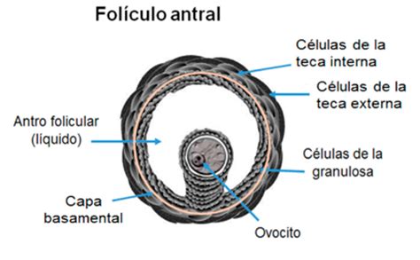 Importancia De Esfingosina 1 Fosfato En El Desarrollo Folicular Del
