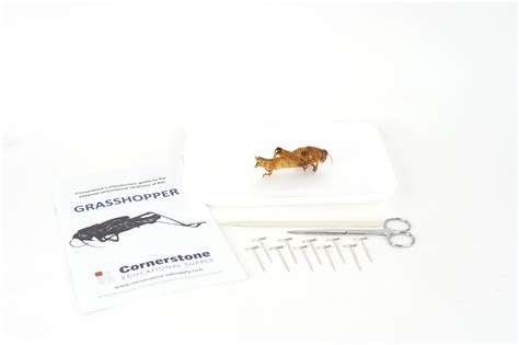 Grasshopper Dissection Bundle Cornerstone Educational Supply
