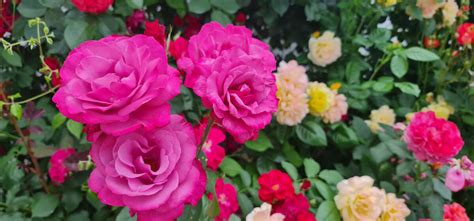 Красивые и ароматные розы, которые я выбрала для посадки весной ...