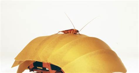 This Robot Cockroach Could Eventually Help Search And Rescue Teams The Verge