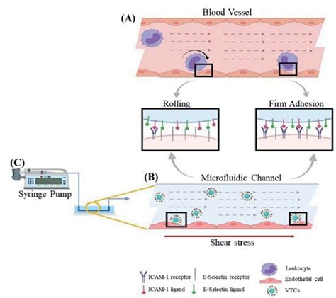 Schematic Illustration Of The Interaction Between Functionalized Download Scientific Diagram