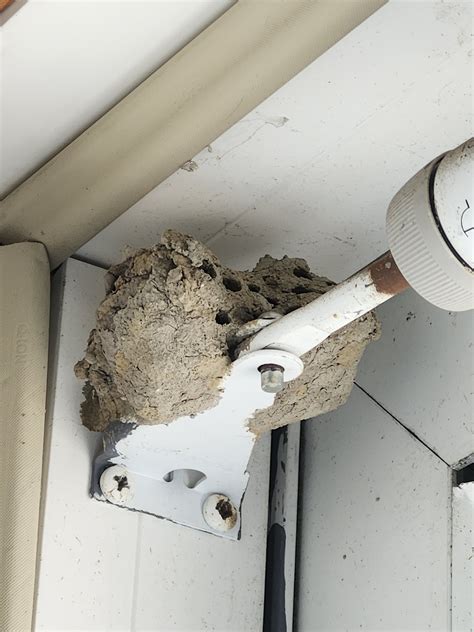 Watcha Doing Today Page 251 Where The Heart Is Mrssurvival Discussion Forums