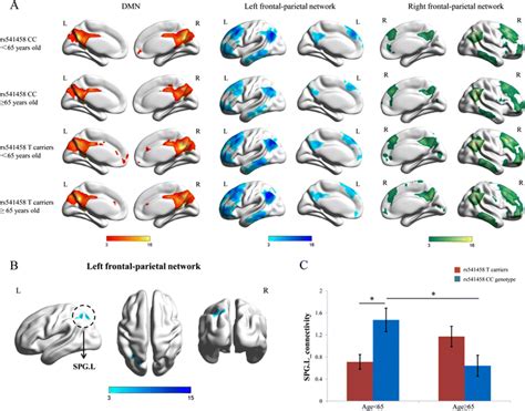 A The Spatial Maps Show The Dmn Left Fpn And Right Fpn Of The Four Download Scientific