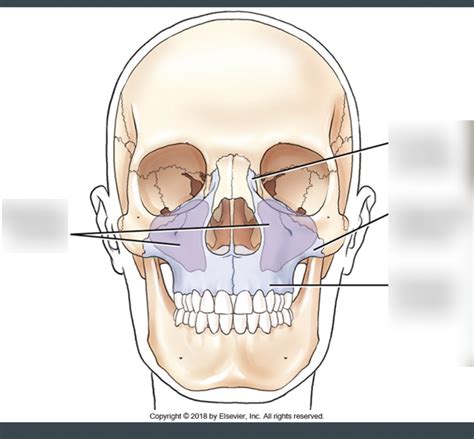 Maxillary Diagram Quizlet