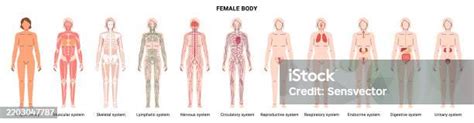 여성의 신체 시스템 벡터 외피 및 골격 근육 및 신경 내분비 및 심혈관 림프 및 면역 호흡기 및 소화기 비뇨기 및 생식 기관 세트 인체에 대한 스톡 벡터 아트 및 기타