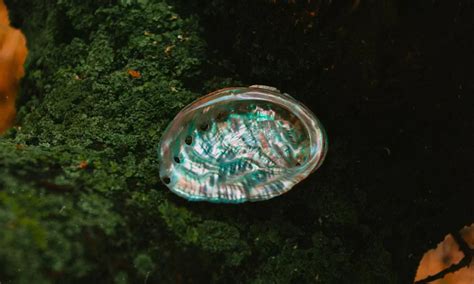 What Is Mother Of Pearl Origins Meaning And Everyday Uses